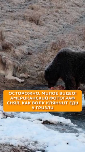 Осторожно, милое видео! Волк превратился в игривого щеночка, выпрашивающего кусочек
