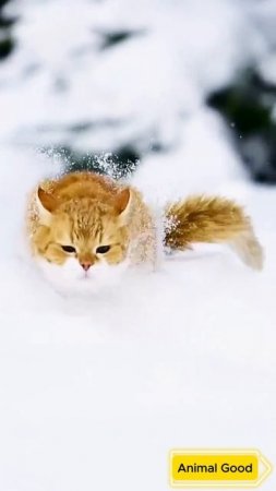 #собаки #кошки #приколы 117
