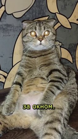 ЕГО БОЯЛИСЬ ВСЕ!💥😏😹#cat #кот #смешныекоты  #TishaAndAlex