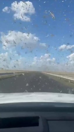 Полчища саранчи массово атаковали Дагестан

Огромное количество вредителей заметили на федеральной т