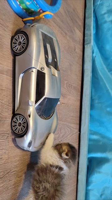 Котенок толкает машину 2.