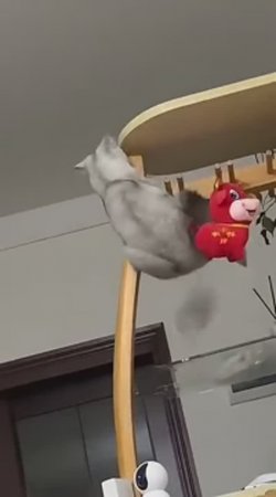 Приколюхи с кошаками