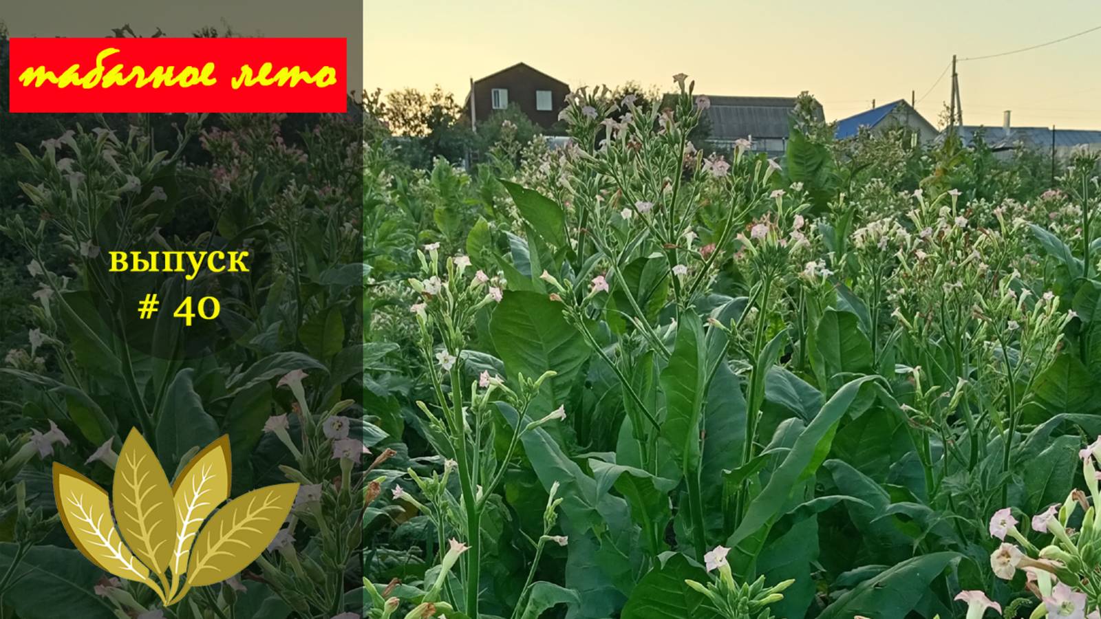 Выпуск #40 Июльские хлопоты. Сезон 2025 года. #табак