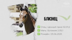 БЛИЗНЕЦ «V» (Ценный Приз – Богемия) 03.06.2025 г.р.