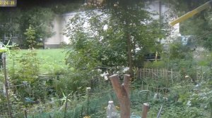 В прокуратуру Москвы Под окном 2025 июль  22 - 24 нарушения ПДД и САНПИН