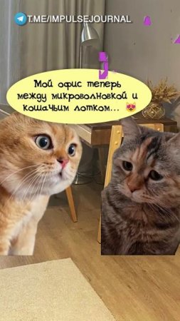 Офис дома (Мяукаем в телеграм Импульс Журнал 👉 @impulsejournal ) #пустьговорят #коты