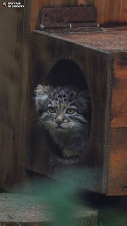 Котенок манула Снежинки на пороге домика. Новосибирский зоопарк