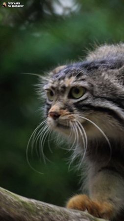 Котенок манула Евы лазает по деревьям. Новосибирский зоопарк
