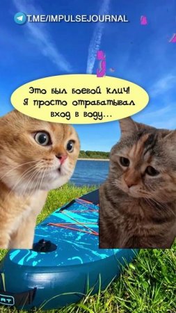 Как морской котик (Мяукаем в телеграм Импульс Журнал 👉 @impulsejournal ) #пустьговорят #коты