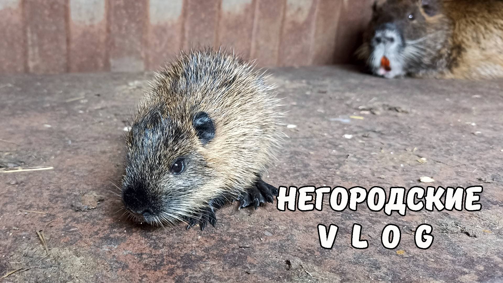 Купаемся в КУБАНИ с собакенами. Новый жилец. 26.07.25