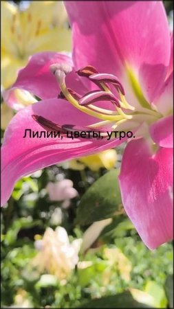 Лилии,  цветы, утро.