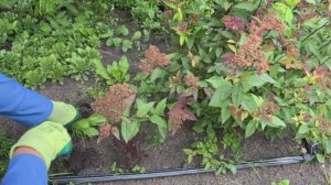 Как бесплатно вырастить любой кустарник? Легко и просто!