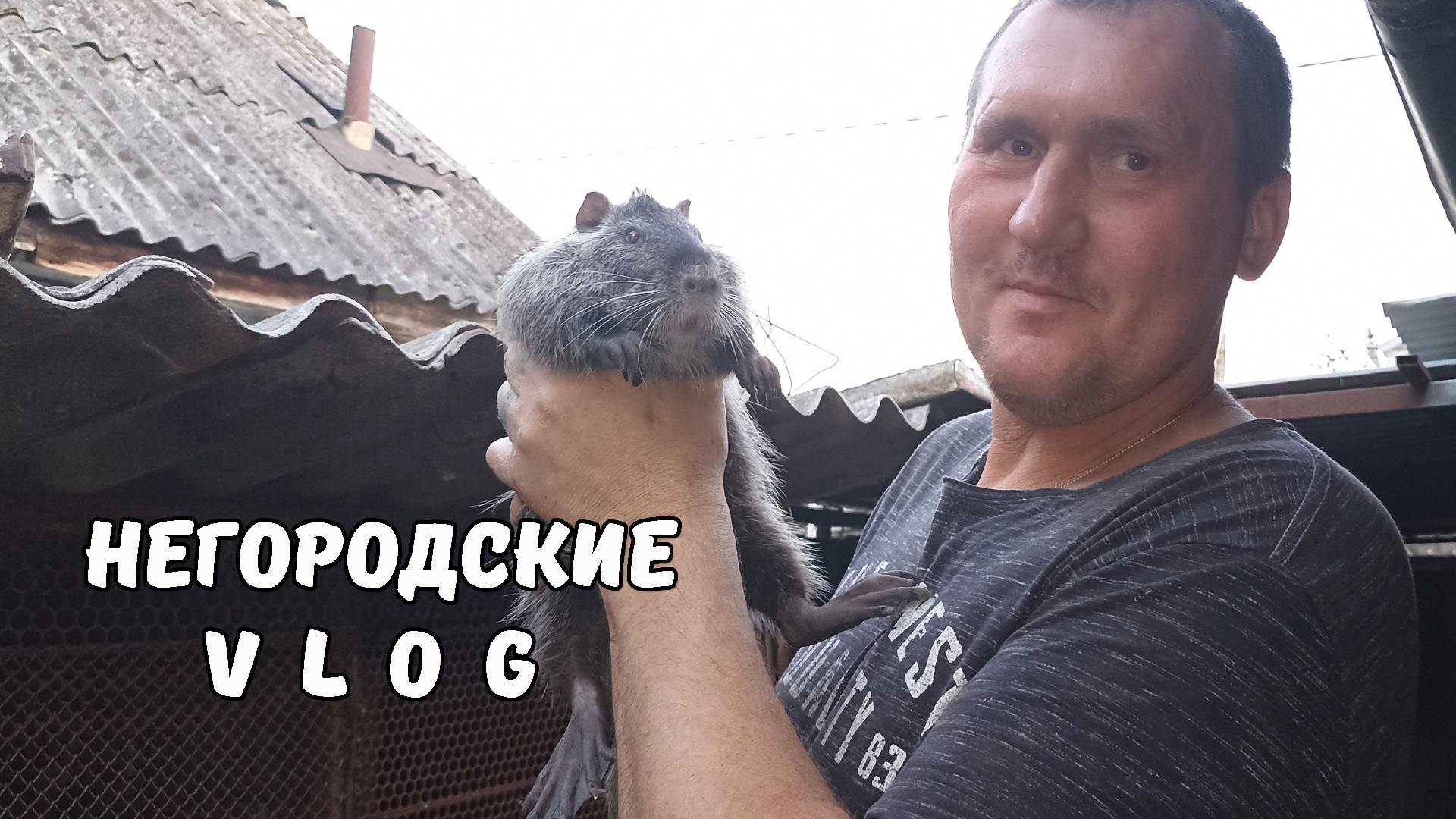 Соседи подкармливают НУТРИЙ. Вечерний "душ" для овощей. 23.07.25