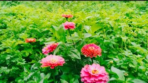 А дождь идёт ☔..Режу яблочки 🍎..Готовлю минтай..Маникюр у девочек..Жизнь в деревне.