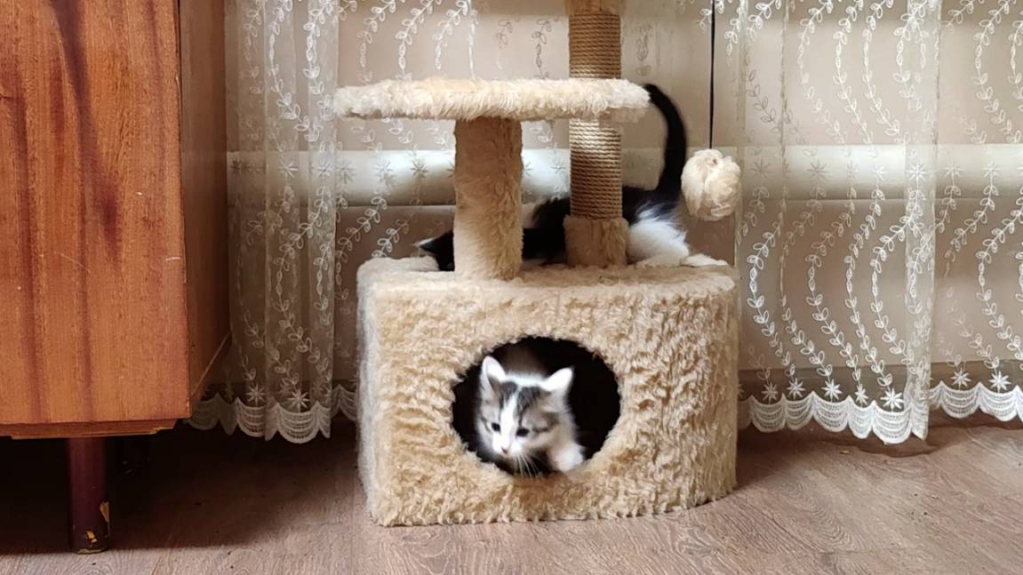 Котята играют в кошачьем домике 3.
