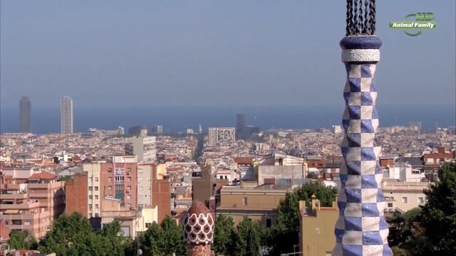 Попугайчики Монахи в городе