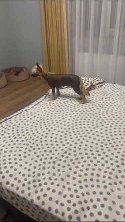 Poale Ell Gloria после ванной