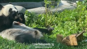 🐼 Катюша устроила себе настоящий пикник! 🌿