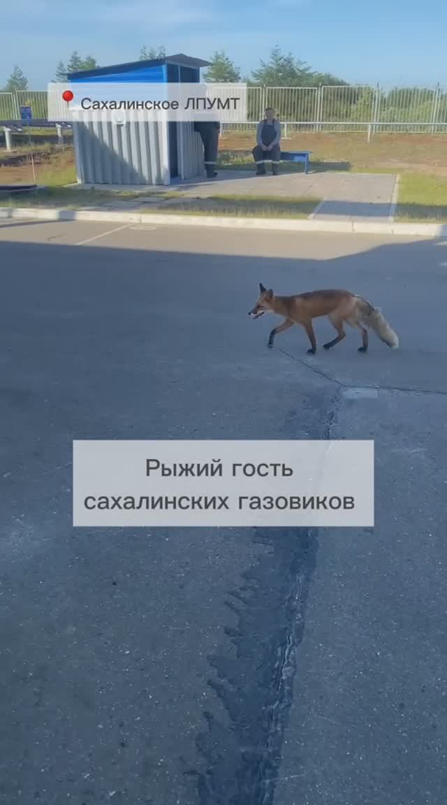Рыжий гость Сахалинских газовиков
