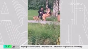 Лису заметили в парке в Медведкове - Москва 24