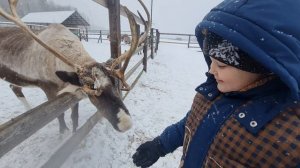 Растём вместе с Нильсом "На оленьей ферме"