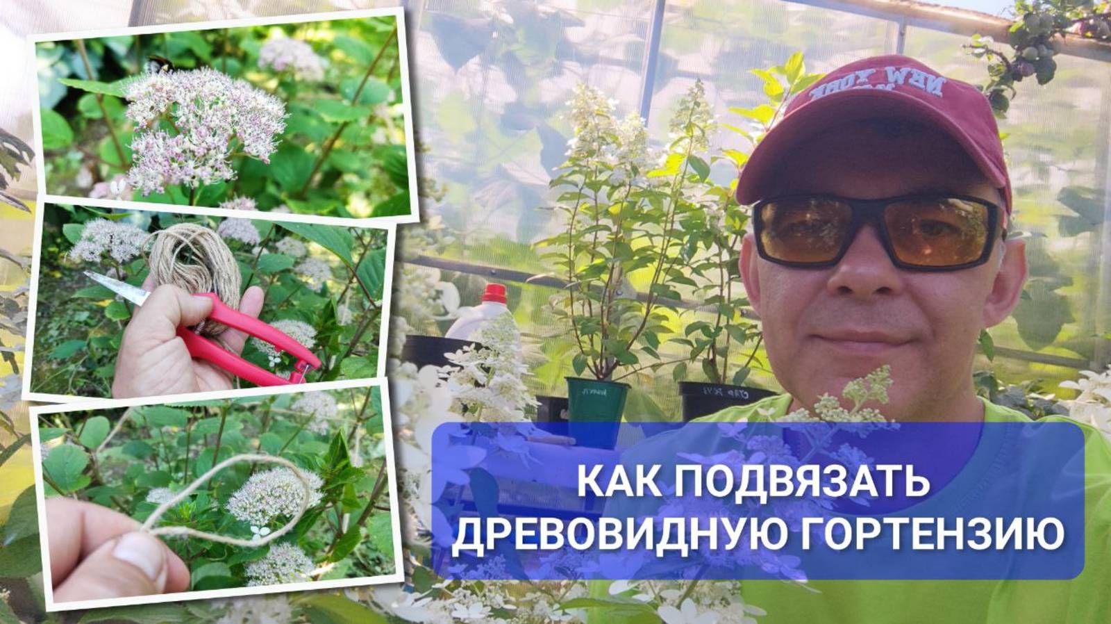 💥Подвязка древовидной гортензии имеет особенности: показываю подвязку на сорте Пинк Пинкушен 🌸
