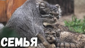 Манул Снежинка с котятами. Новосибирский зоопарк