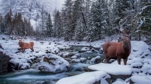 Анатолий Тоболяк рассказ _История одной любви_ Часть 5 заключительная Читает Марина Багинская