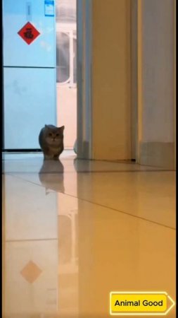 #собаки #кошки #приколы 127