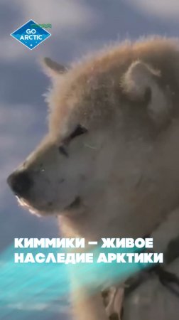 Киммики — древнейшая известная порода собак родом из Якутии