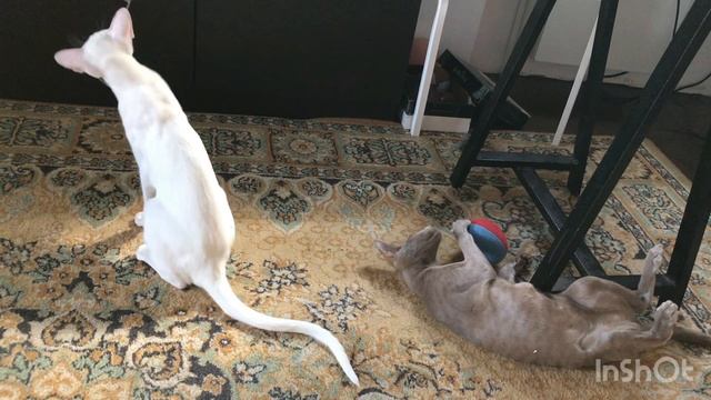 Когда жара 30 градусов…