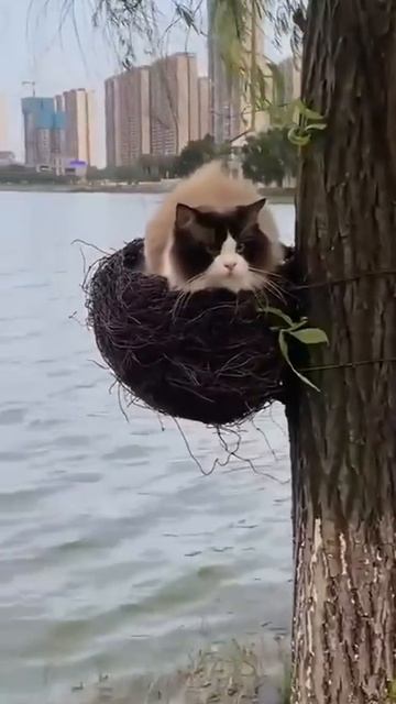 Гнездящийся кот