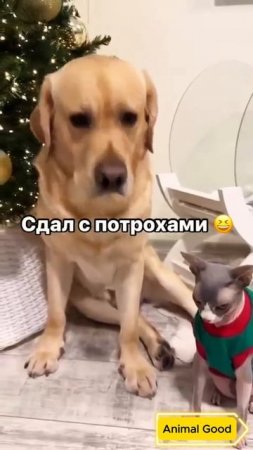 #собаки #кошки #приколы 131