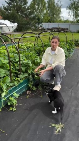 Если клубника мельчает или ягод мало. Самое интересное здесь https://t.me/turizm100