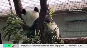 Фестиваль Неделя панд пройдет в Московском зоопарке