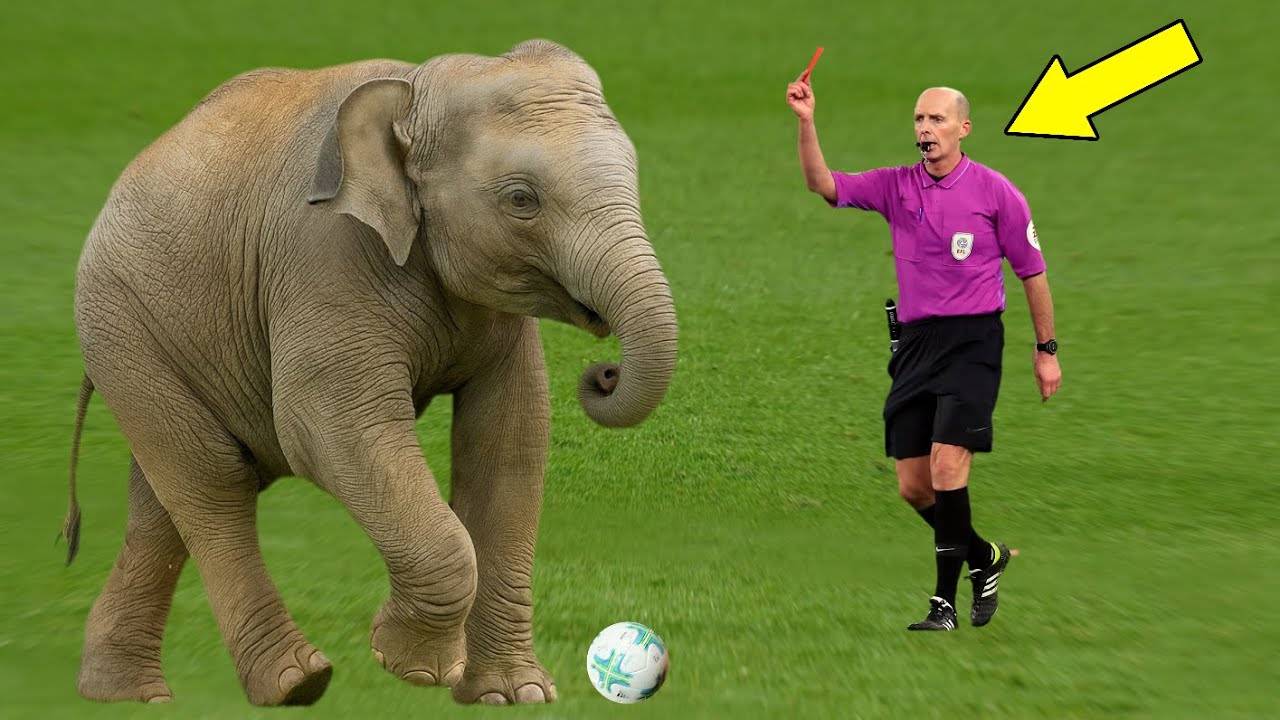 Животные вторгаются на футбольный матч 😂⚽