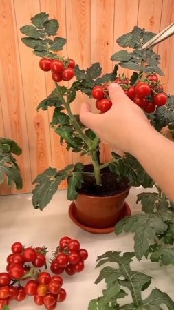 Идеальный томат для салатов. Самое интересное здесь https://t.me/turizm100
