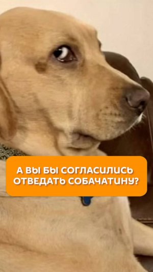 А вы бы согласились отведать собачатину?