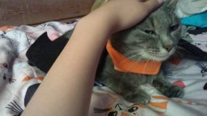 угадайте кто!/кошка стала или драконом или летучей мышью!