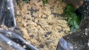 Опилки и обрезанные ветки малины для улучшения плодородия земли.
