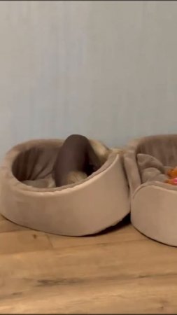 Девочки КХС