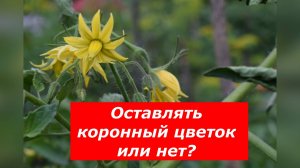 Махровый цветок у томата: что делать? #томаты #махровыйцветок #аномалияразвития