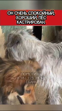 Майк ты обязательно будешь счастлив помогите пожалуйста доехать до Москвы