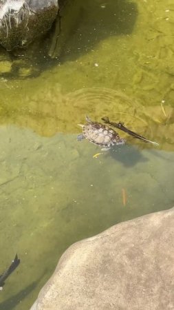 Черепашье царство
