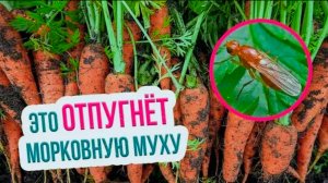 МОРКОВНАЯ МУХА КАК ИЗБАВИТЬСЯ