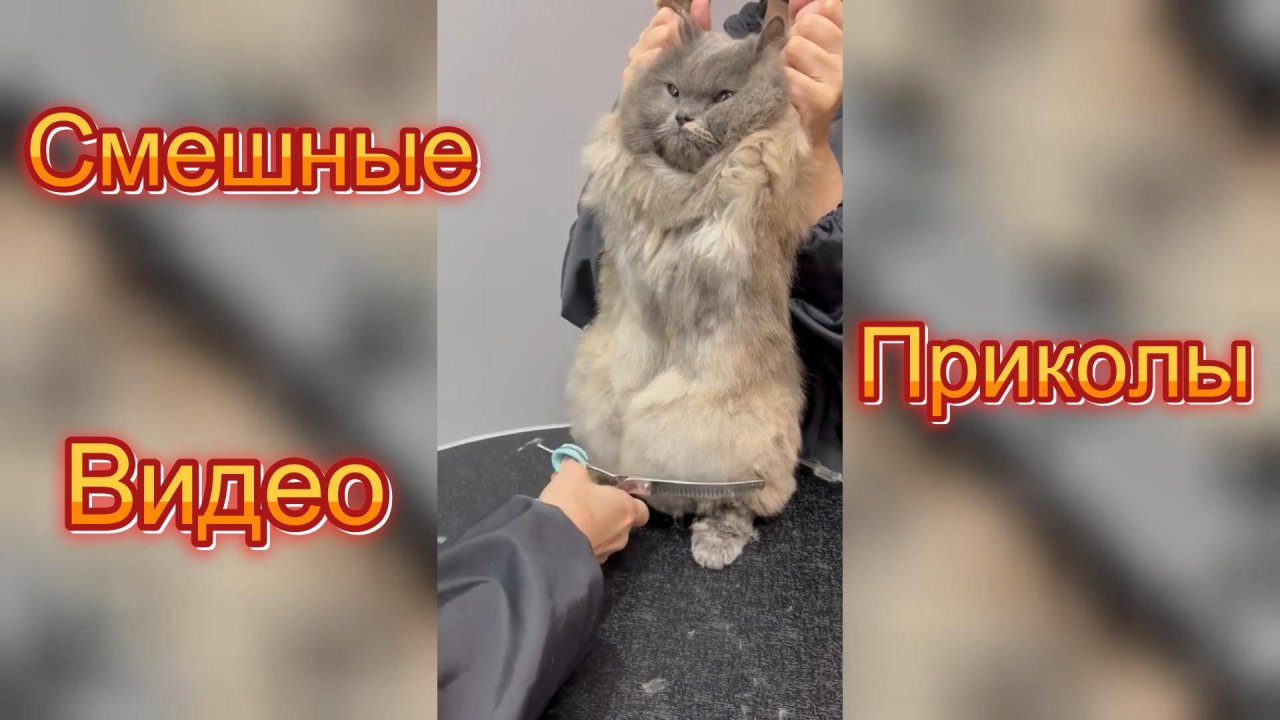 Самые смешные видео приколы|Юмор и Приколы