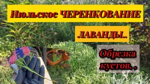 Черенкование Лаванды в Июле🪻Обрезка кустов после первой волны цветения...