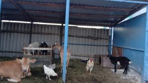 Яблочное повидло Рецепт в ролике Заготовка овощей животным