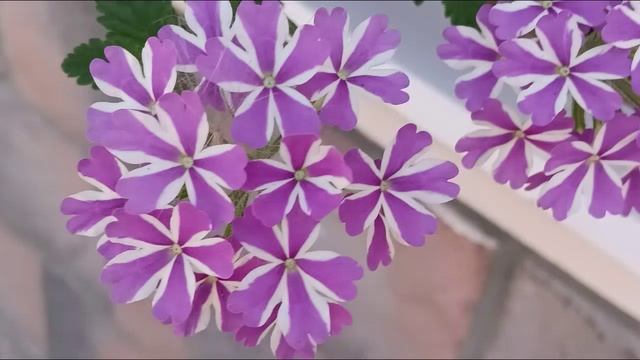 золотые Шары желтые ЦВЕТЫ пчелы шмели - симметрии красоты жизнь ПЧЕЛЫ -дорога цветов