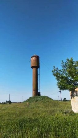 Аист в гнезде